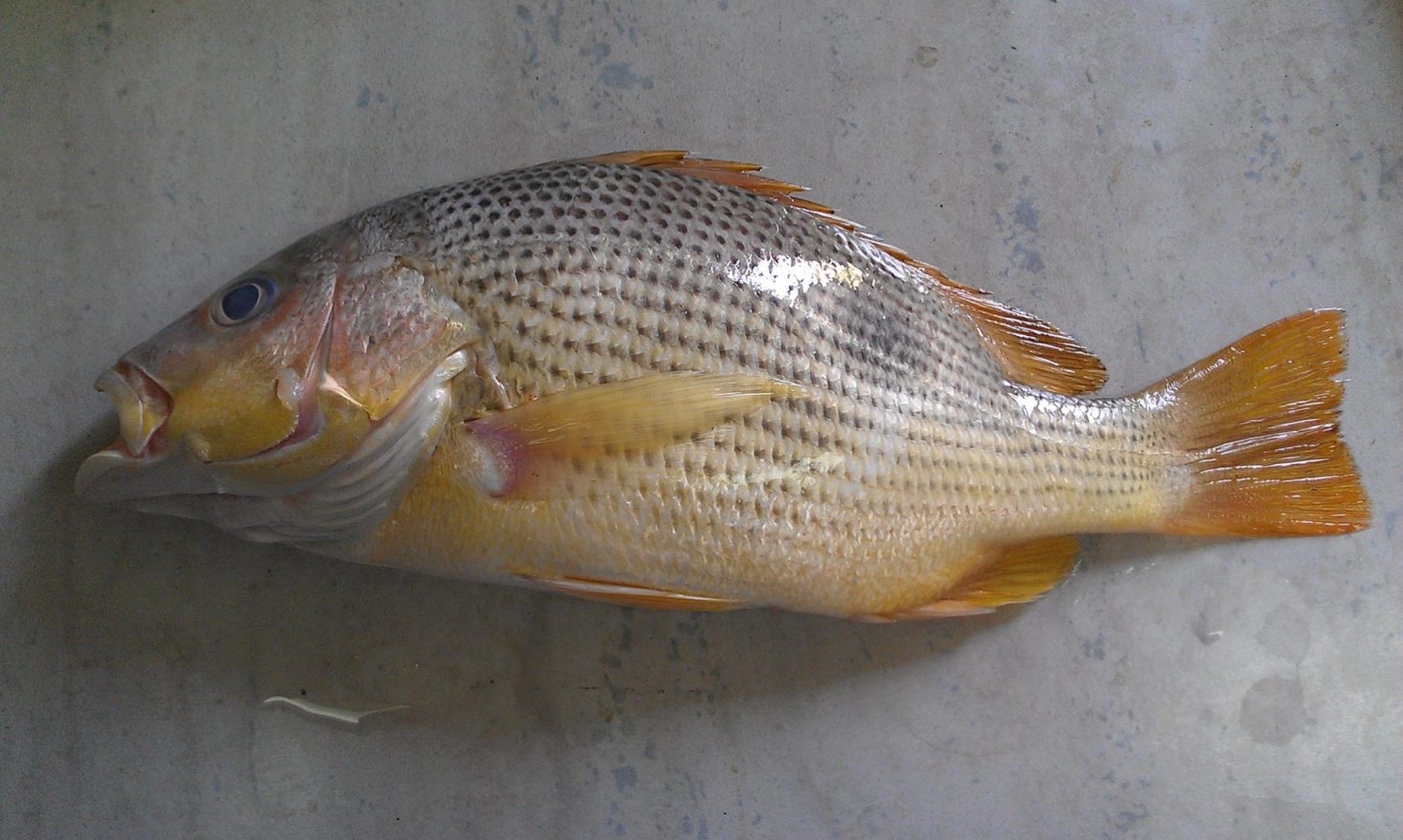 Selain Kari, Ikan Jenahak Juga Sedap Dibakar Dengan Sambal Kelapa. Ini ...